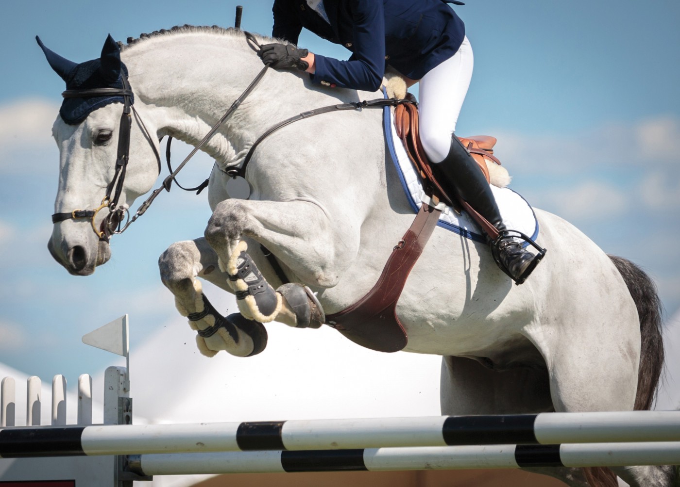 Dressurpferd – Hof Schultenwede